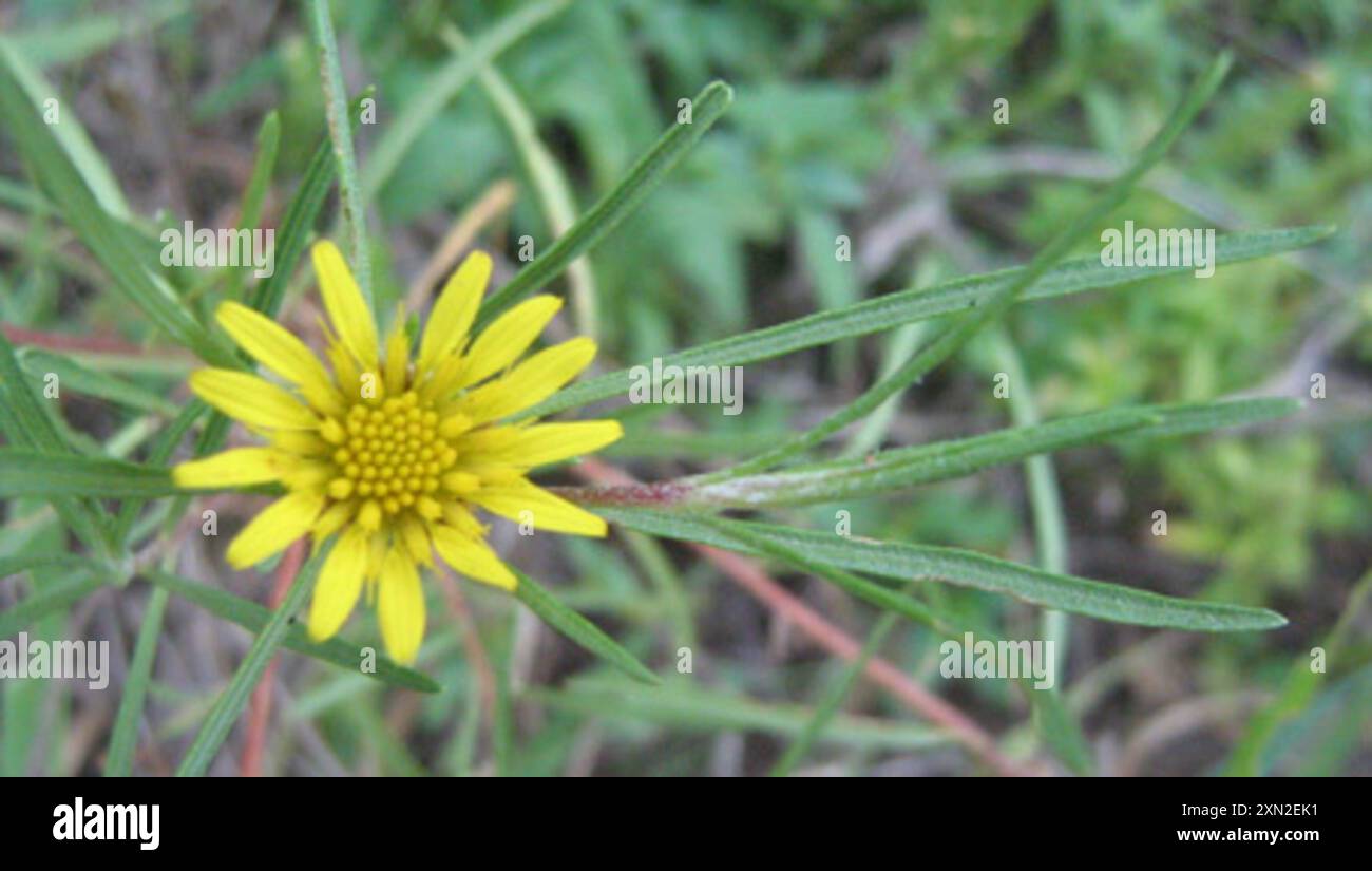 Common Vomitdaisy (Geigeria ornativa) Plantae Stock Photo - Alamy