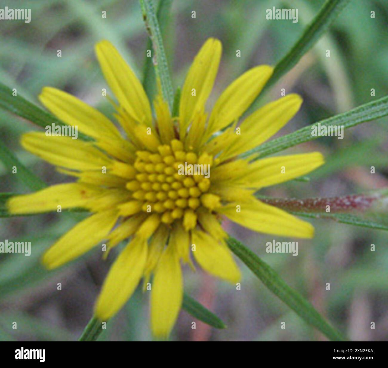 Common Vomitdaisy (Geigeria ornativa) Plantae Stock Photo - Alamy
