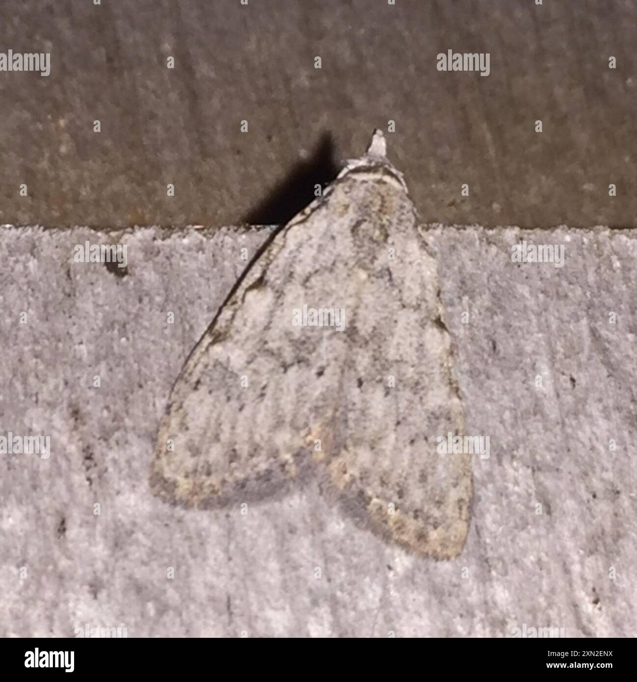 Confused Meganola Moth (Meganola minuscula) Insecta Stock Photo - Alamy