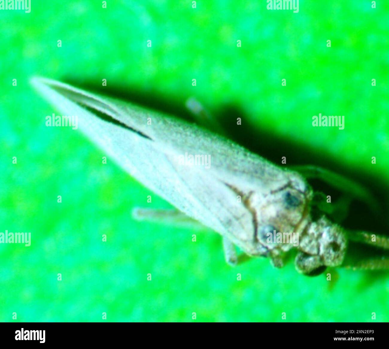 Dusty-winged Lacewings (Coniopterygidae) Insecta Stock Photo - Alamy
