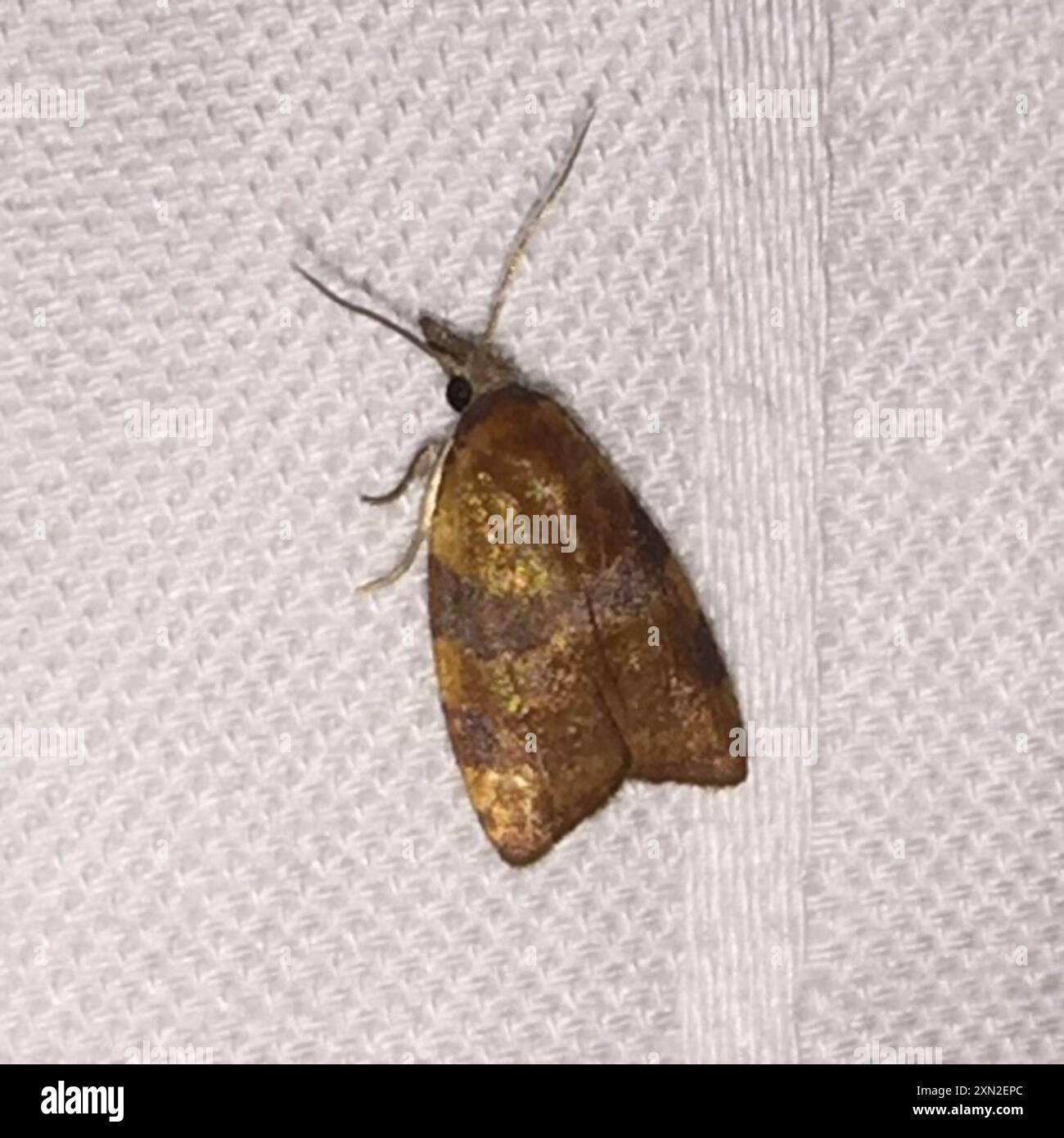 Spring Dead-leaf Roller Moth (Cenopis diluticostana) Insecta Stock ...