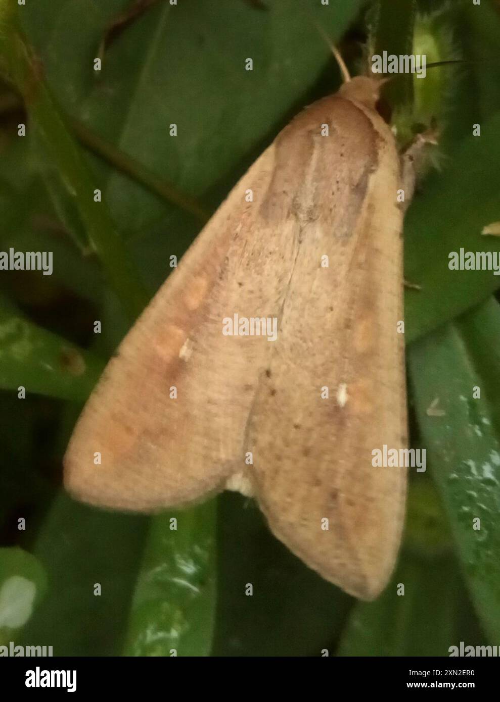 White-speck Moth (Mythimna unipuncta) Insecta Stock Photo - Alamy
