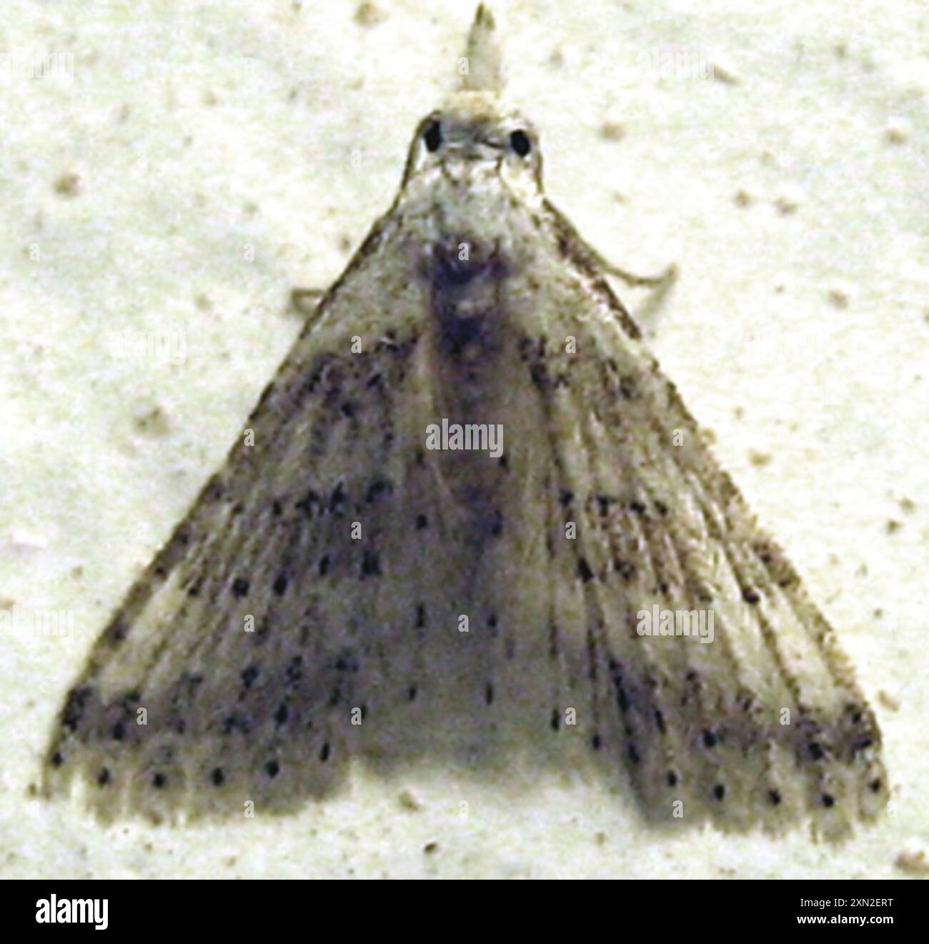 Many-plumed Moths (Alucitidae) Insecta Stock Photo - Alamy