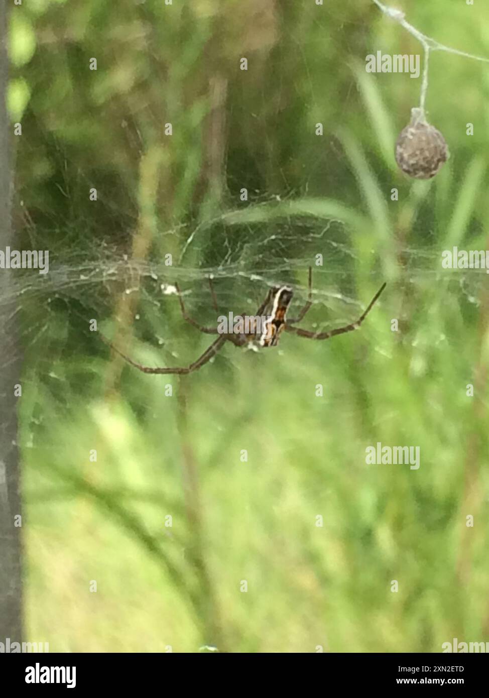 Basilica Orbweaver (Mecynogea lemniscata) Arachnida Stock Photo - Alamy