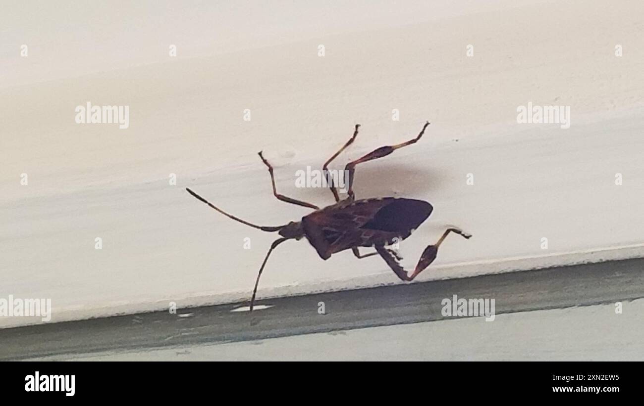 Western Conifer Seed Bug (Leptoglossus occidentalis) Insecta Stock ...