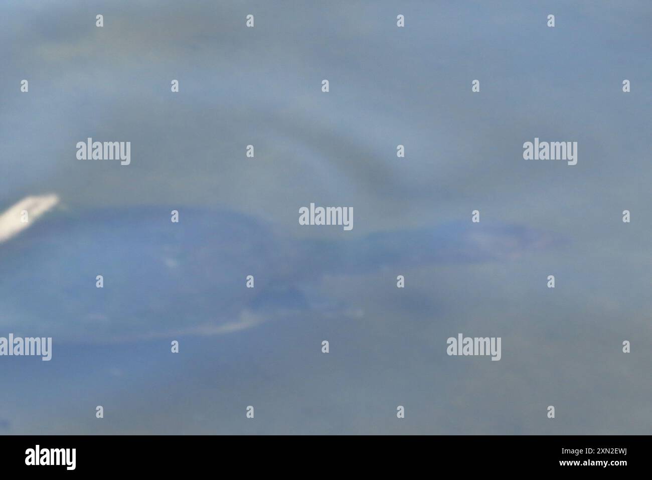 Florida Softshell Turtle (Apalone ferox) Reptilia Stock Photo - Alamy