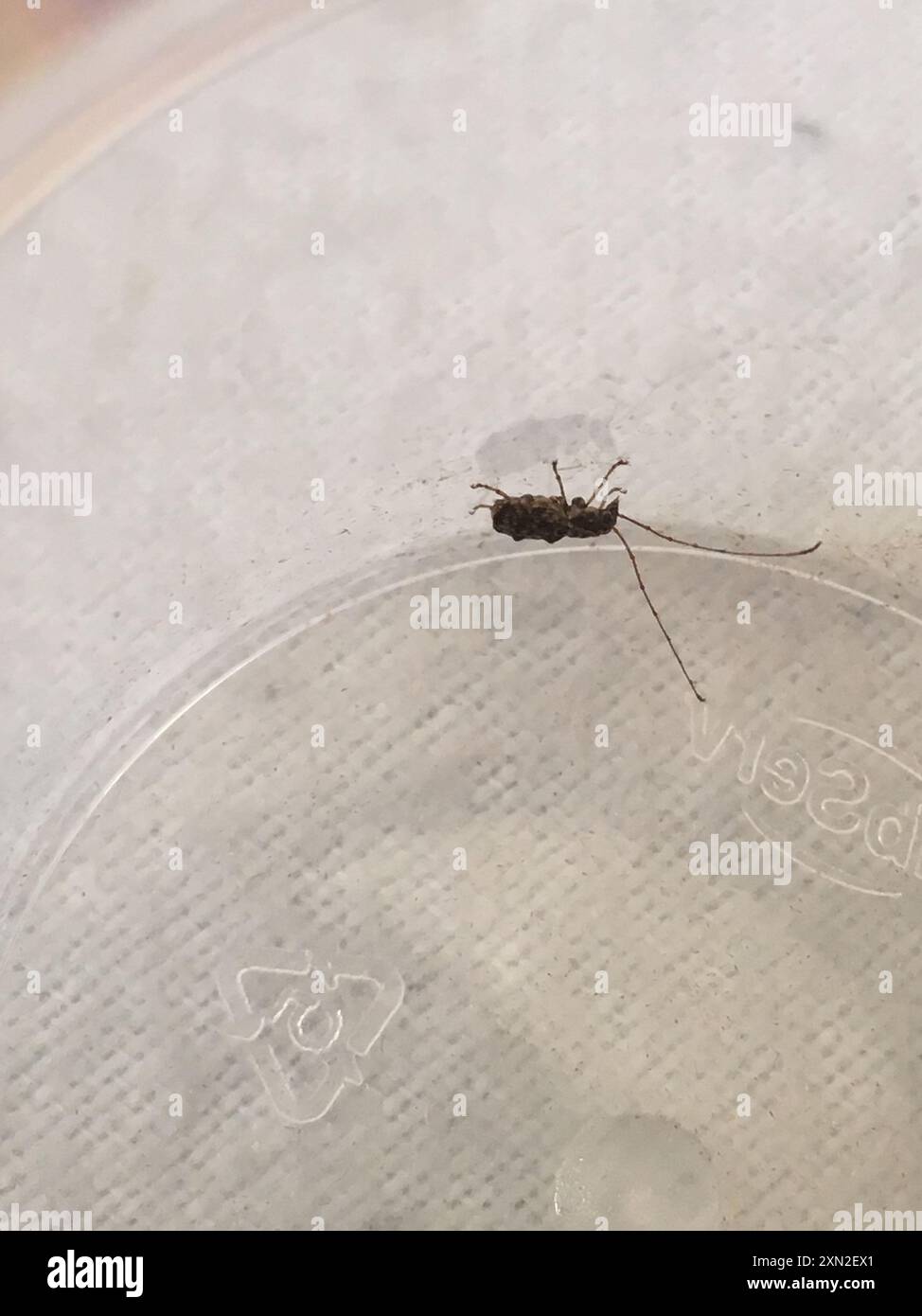 Hetaera hi-res stock photography and images - Alamy