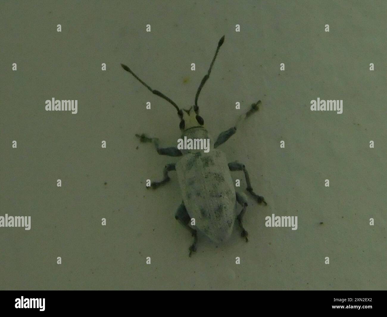 Sri Lanka Weevil (Myllocerus undecimpustulatus) Insecta Stock Photo - Alamy