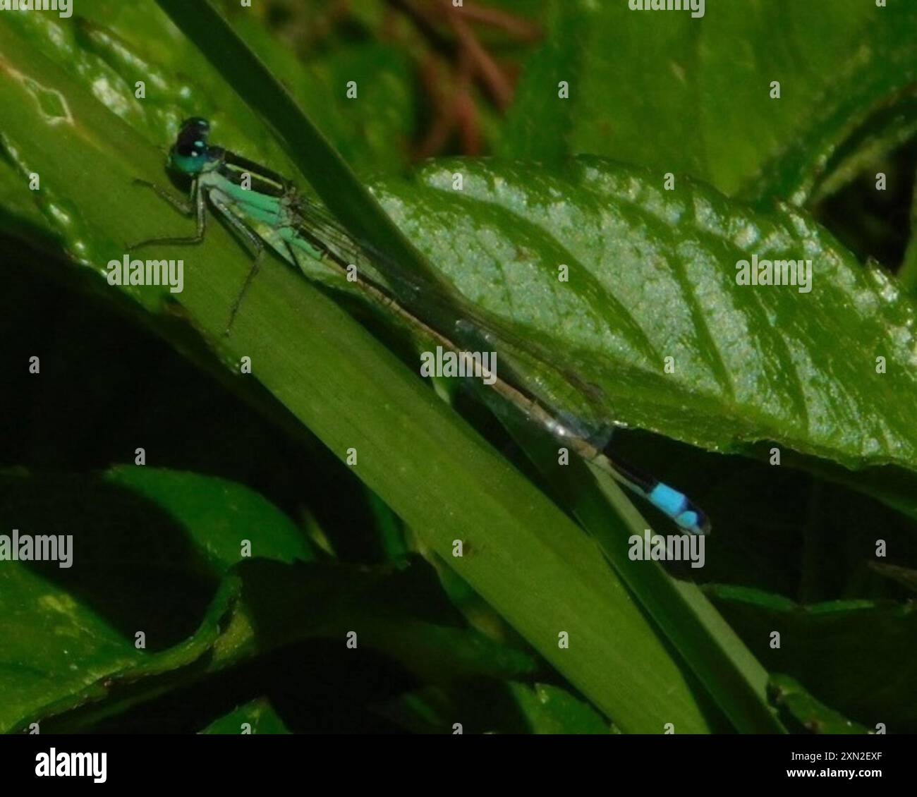 Rambur's Forktail (Ischnura ramburii) Insecta Stock Photo - Alamy