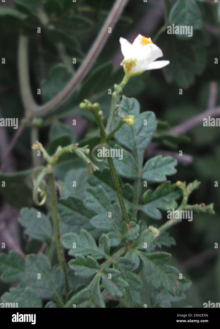 Lesser Balloon Vine (Cardiospermum halicacabum) Plantae Stock Photo - Alamy