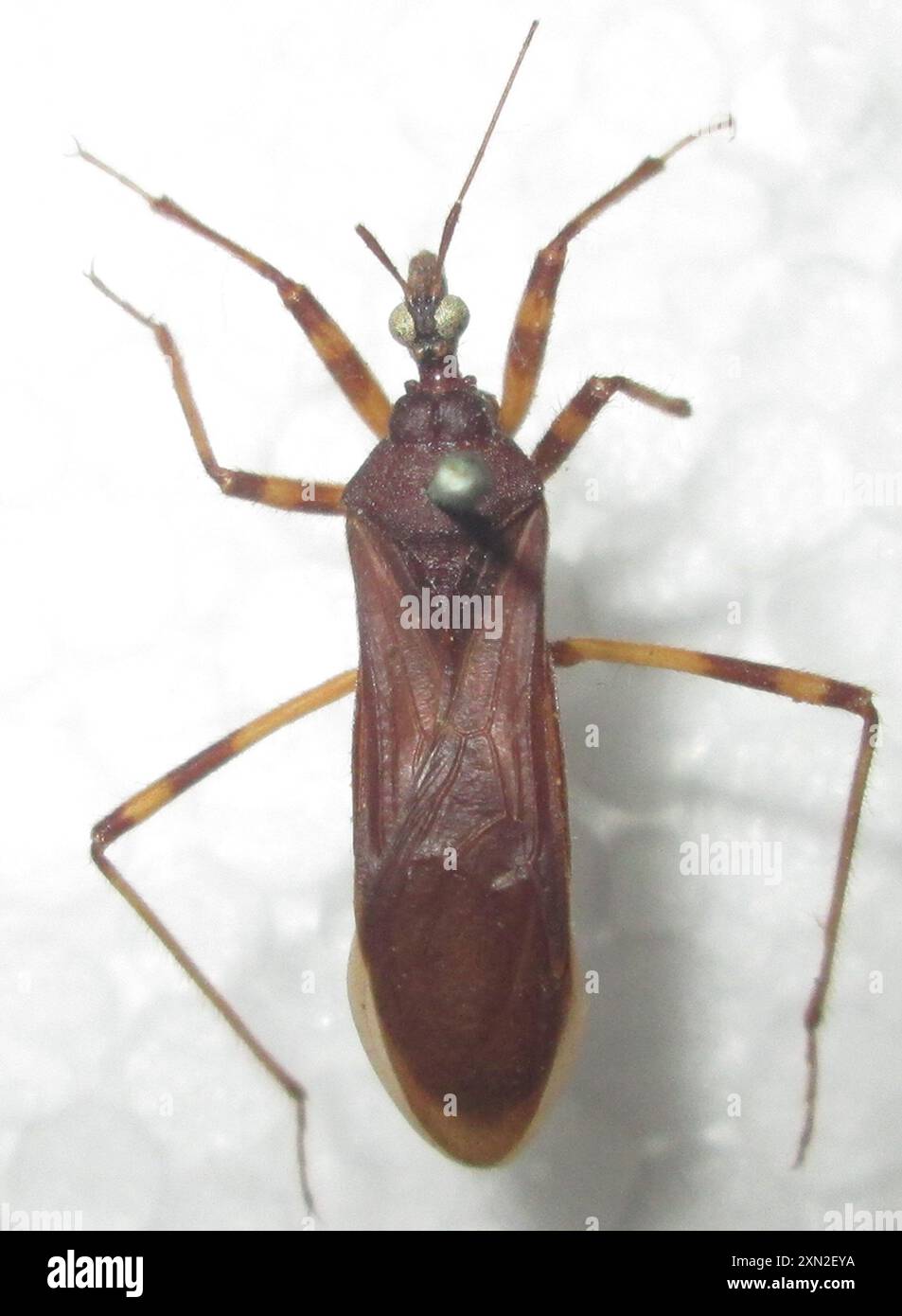 (Reduvius tarsatus) Insecta Stock Photo - Alamy