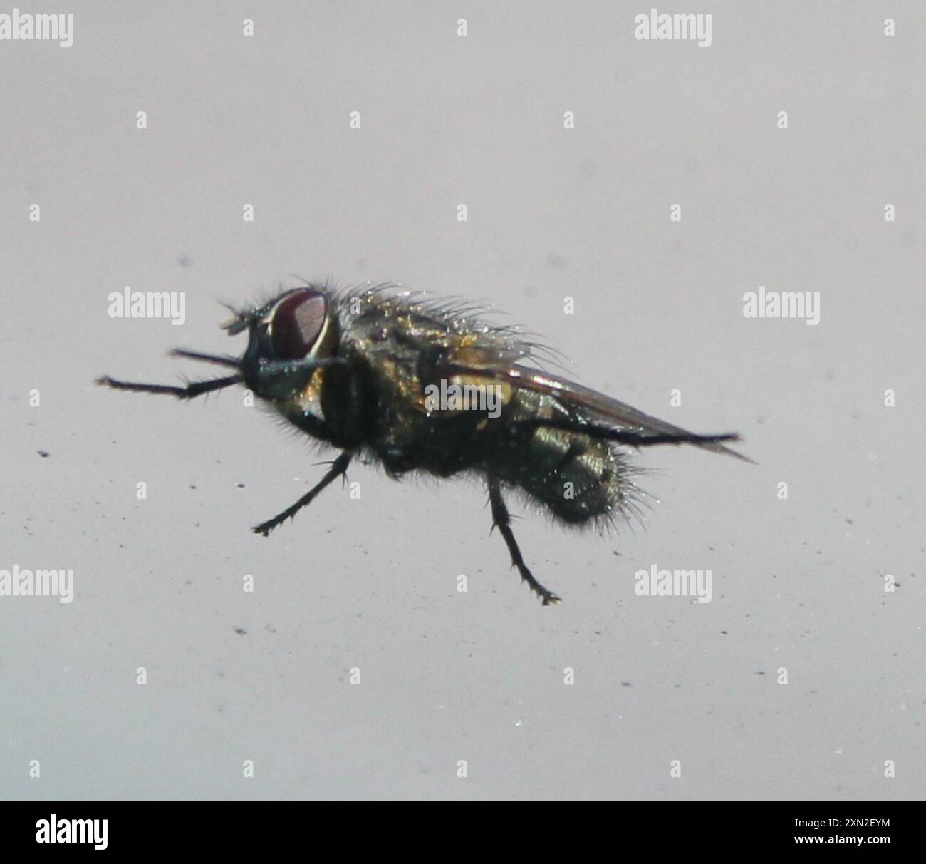 Cluster Flies (Pollenia) Insecta Stock Photo - Alamy