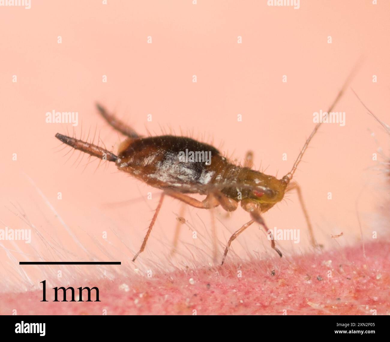 Psidii hi-res stock photography and images - Alamy