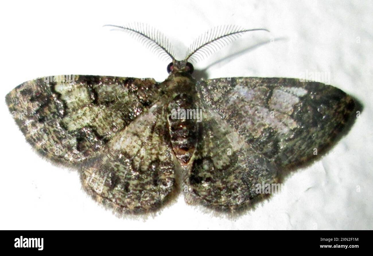 Geometer Moths (Geometridae) Insecta Stock Photo - Alamy