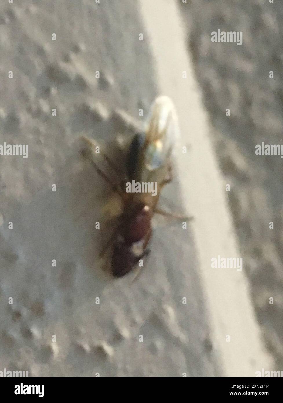 Florida Carpenter Ant (Camponotus floridanus) Insecta Stock Photo - Alamy