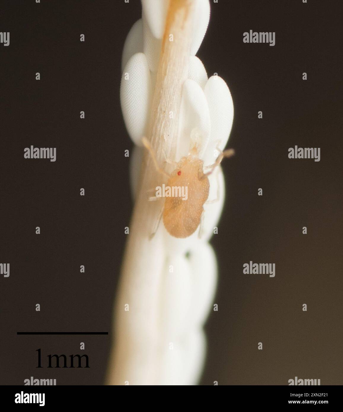 Mites and Ticks (Acari) Arachnida Stock Photo - Alamy