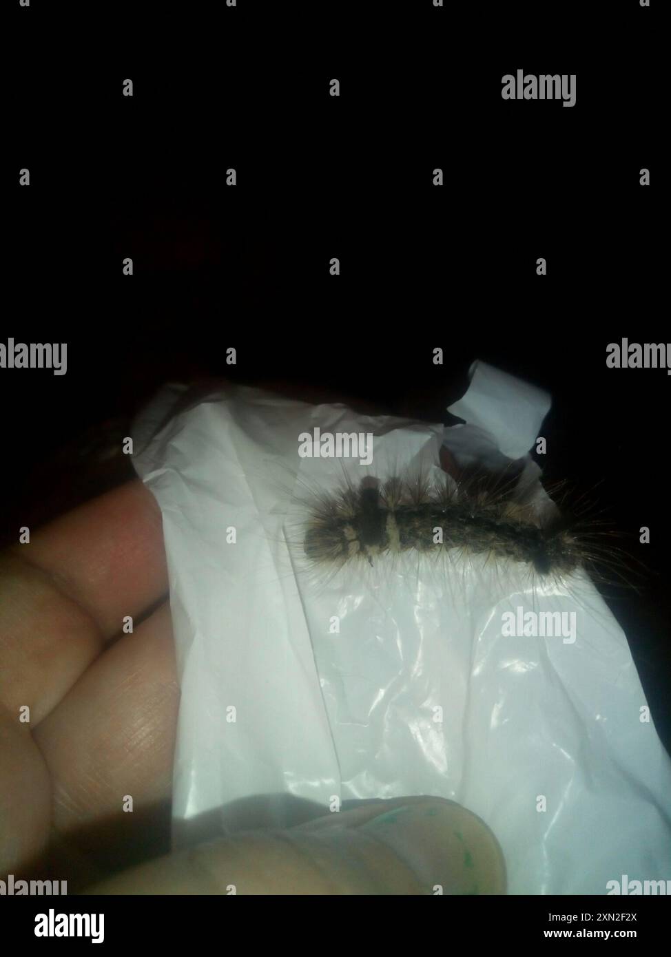 Powdered Dagger (Acronicta impleta) Insecta Stock Photo - Alamy