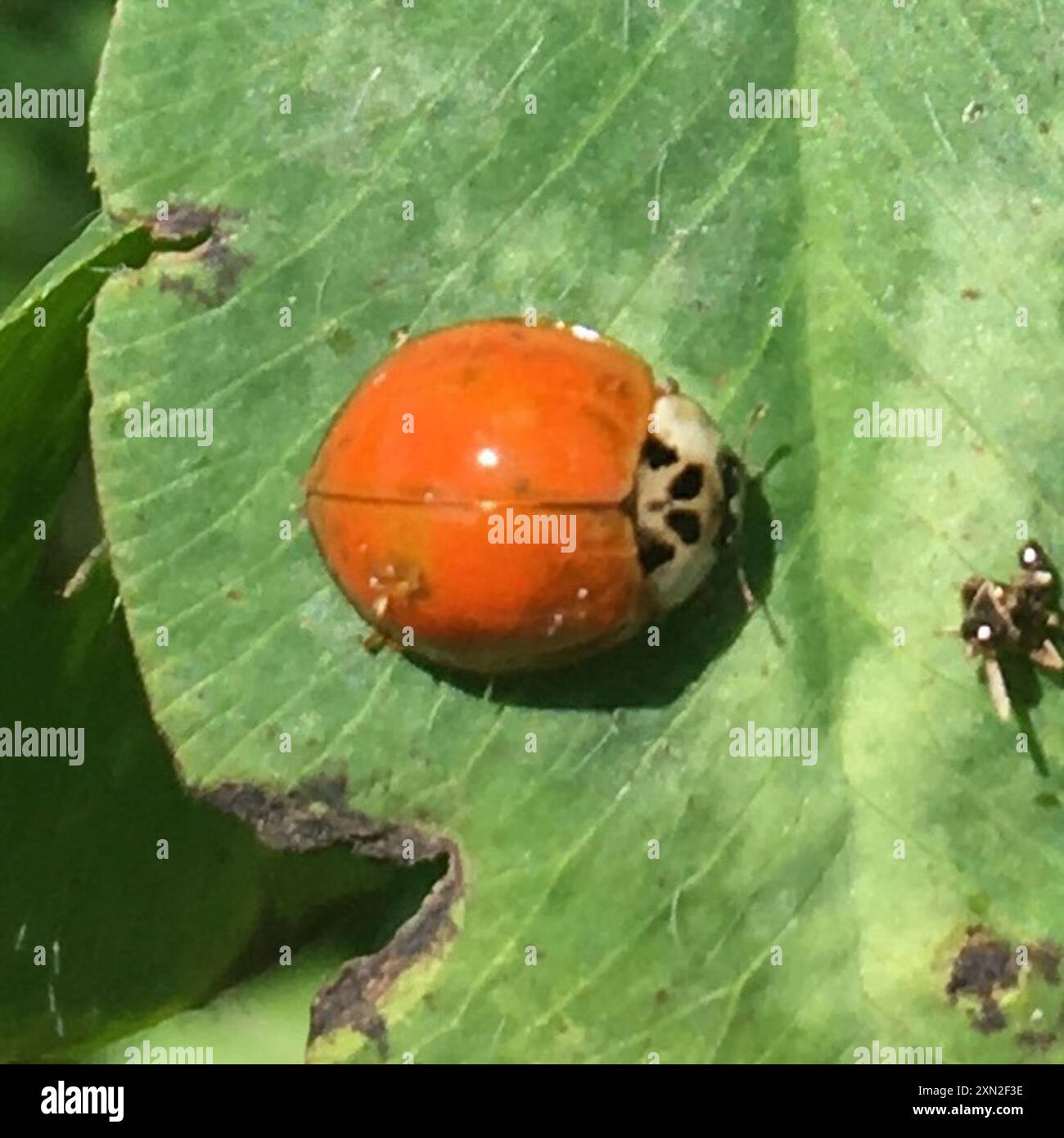 Asian Lady Beetle (Harmonia axyridis) Insecta Stock Photo - Alamy