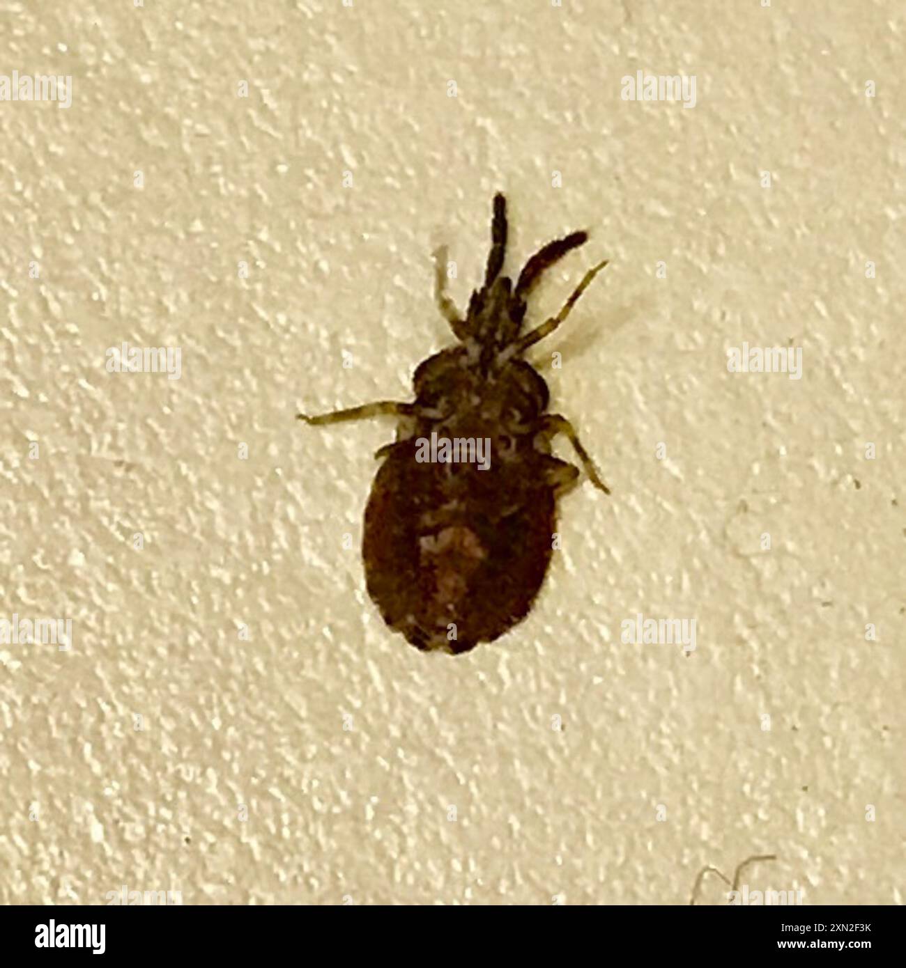 Flat Bugs (Aradidae) Insecta Stock Photo - Alamy