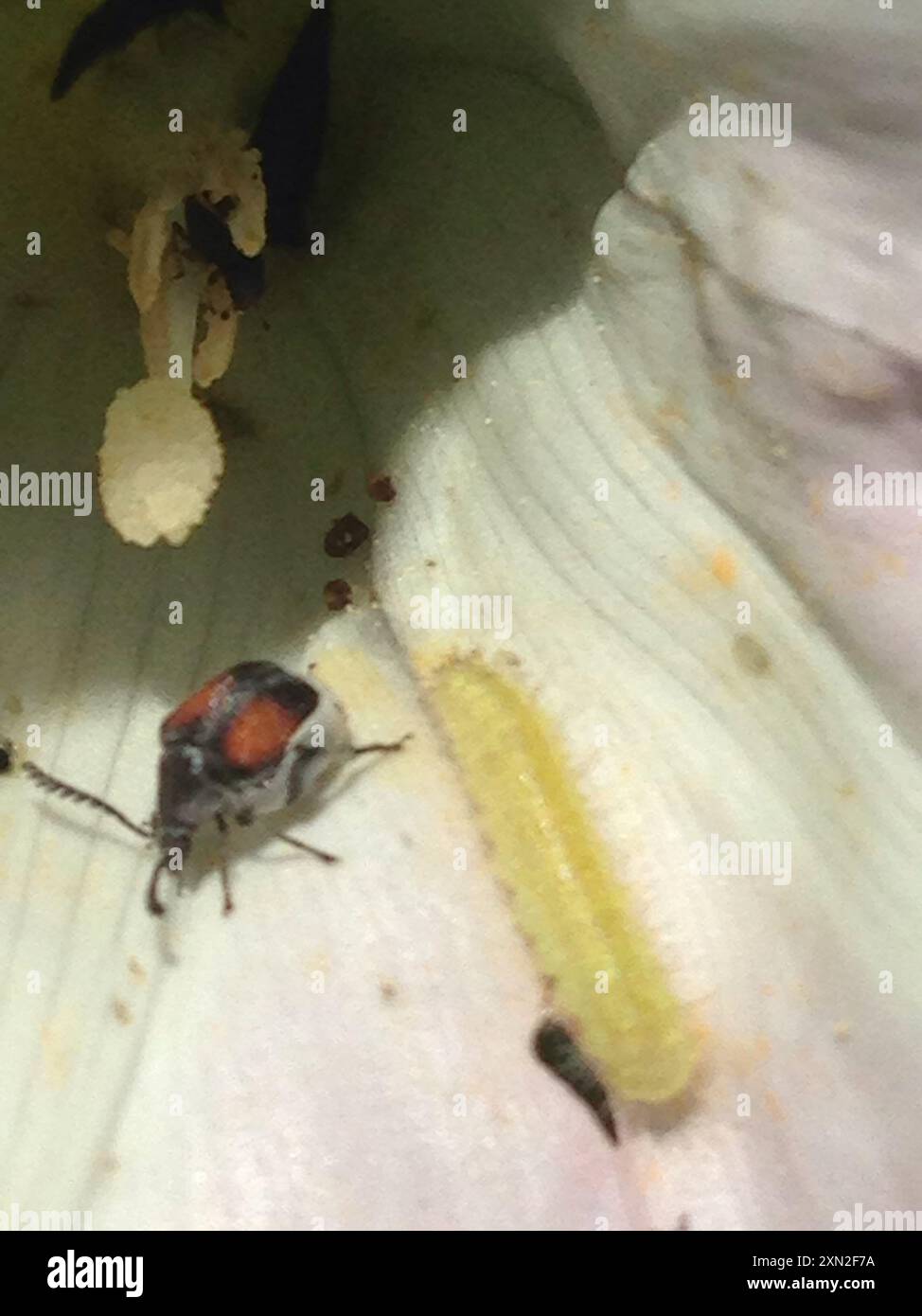Red Megacerus (Megacerus discoidus) Insecta Stock Photo - Alamy