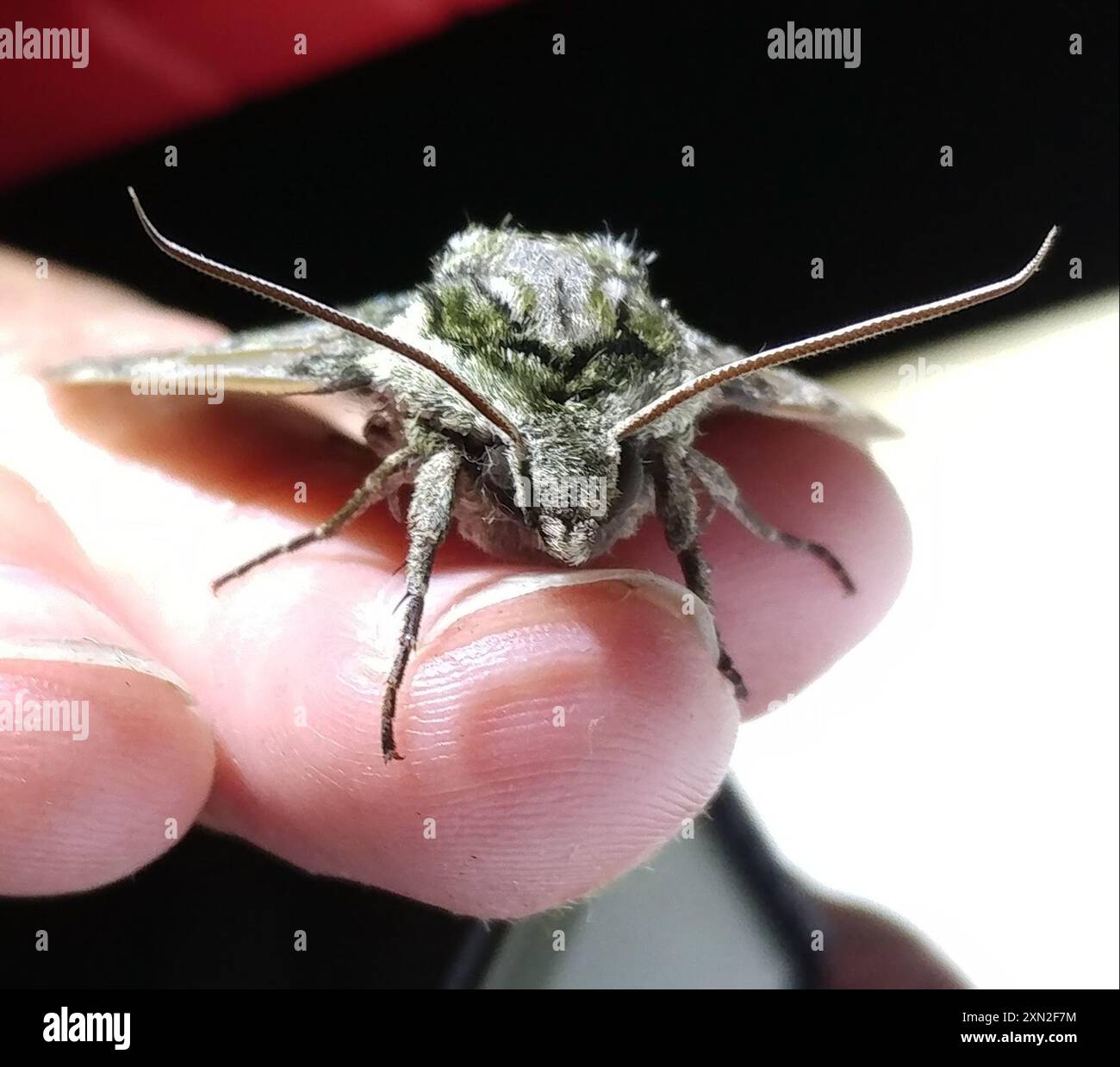 Hagen's Sphinx (Ceratomia hageni) Insecta Stock Photo - Alamy