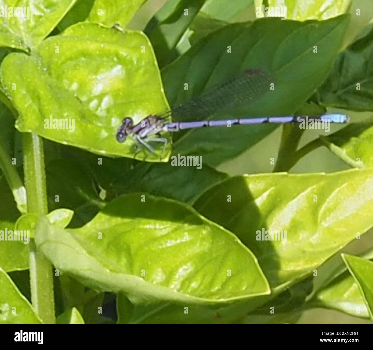 Variable Dancer (Argia fumipennis) Insecta Stock Photo - Alamy
