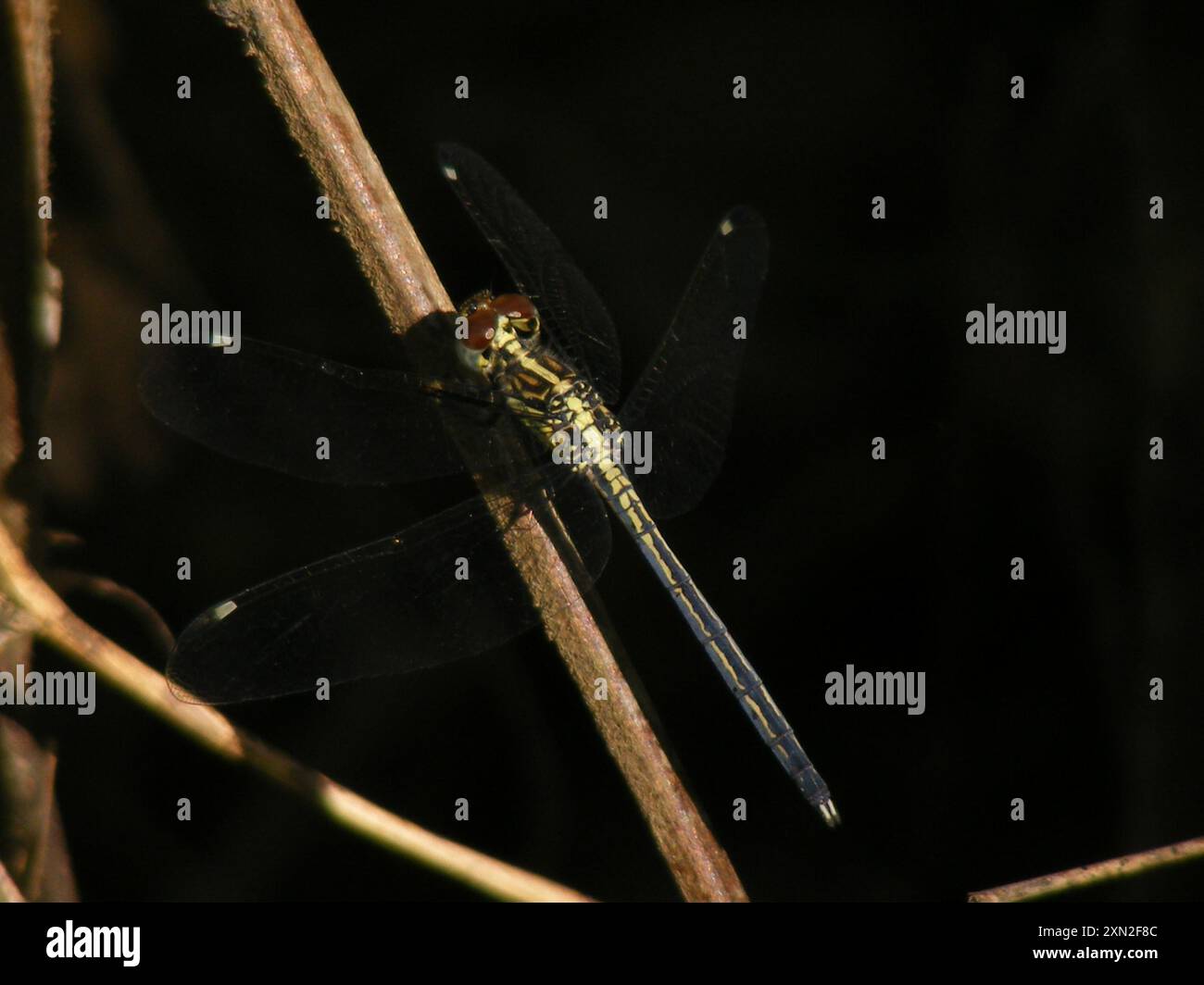 Pied-spot (Hemistigma albipunctum) Insecta Stock Photo - Alamy
