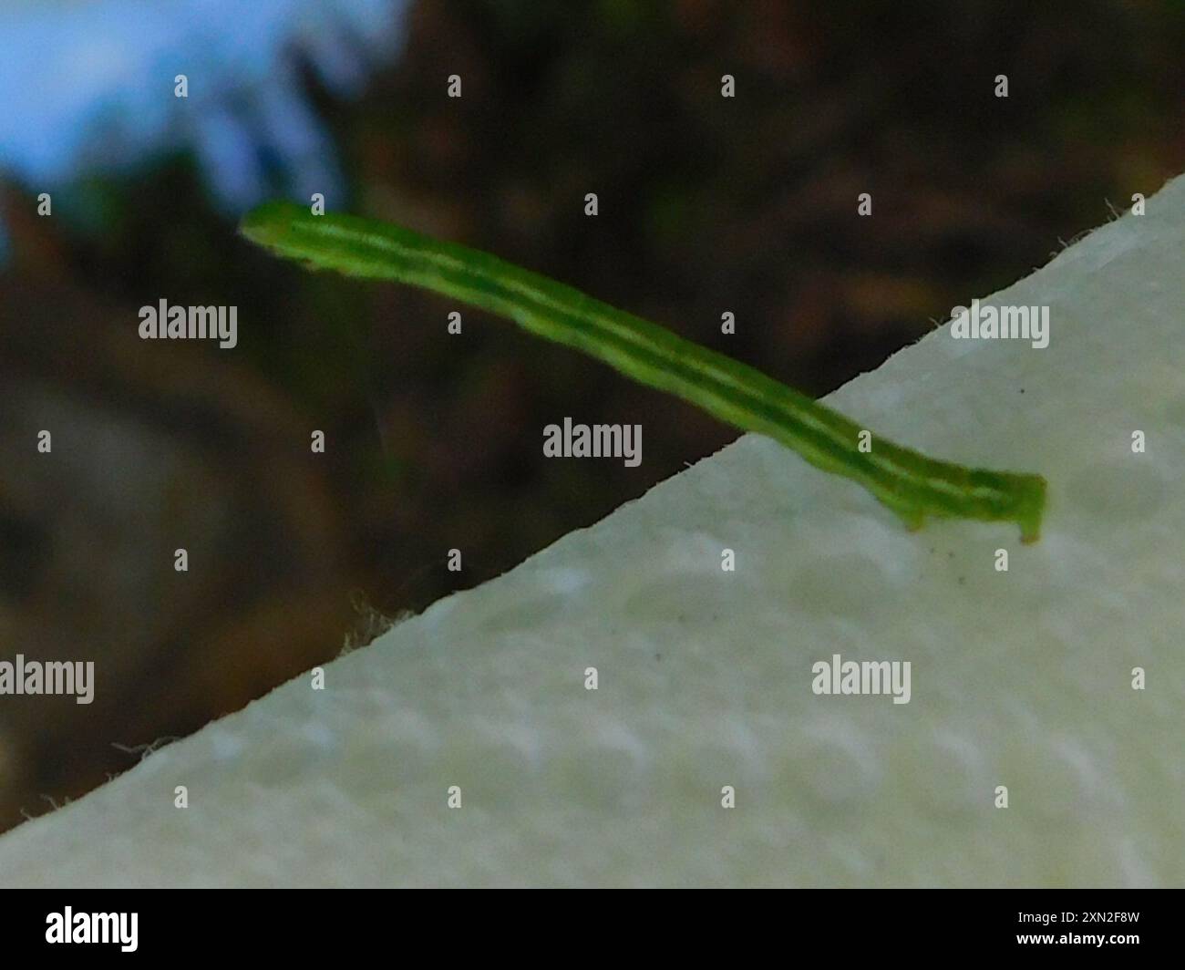 Geometer Moths (Geometridae) Insecta Stock Photo - Alamy