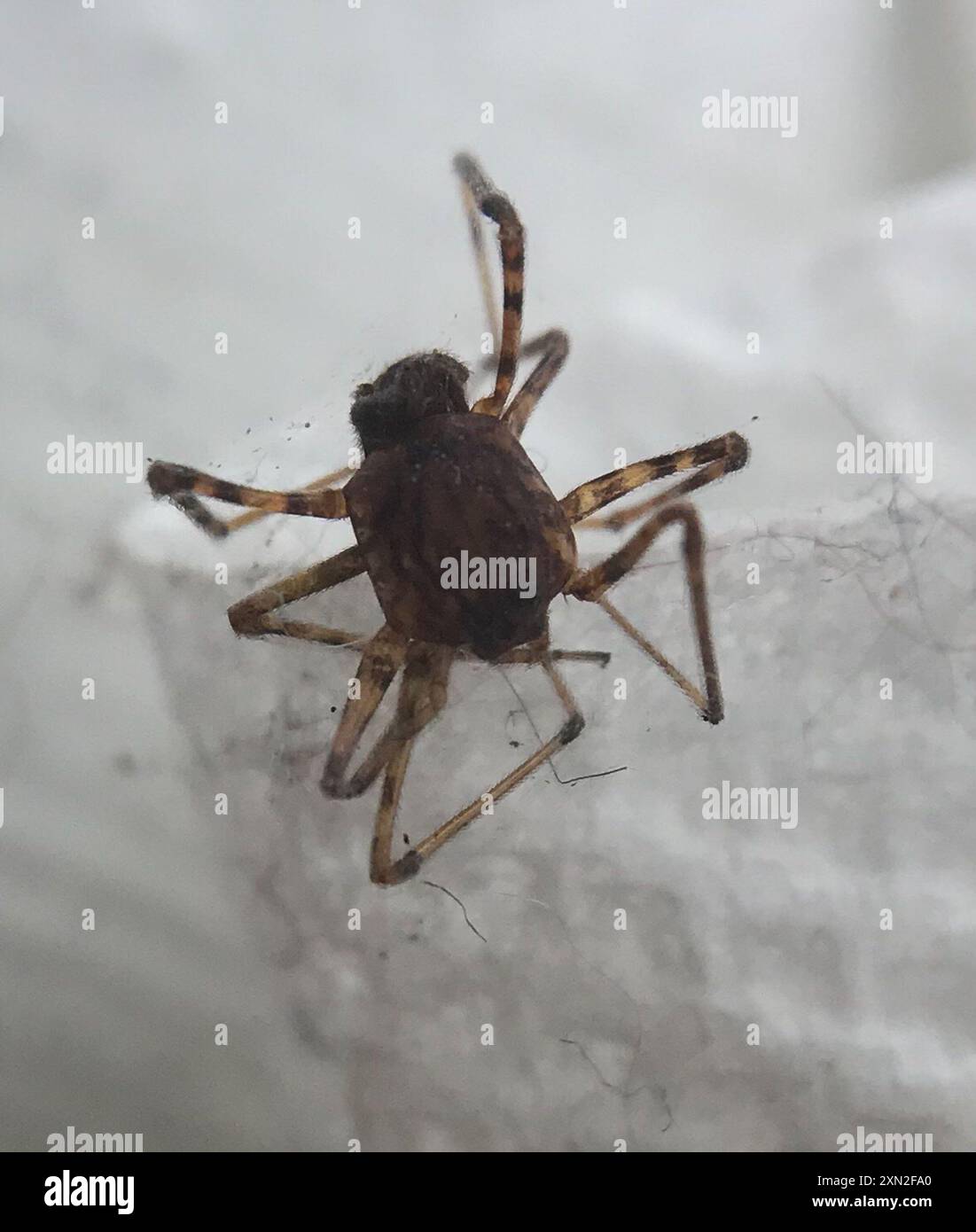 Common House Spider (Parasteatoda tepidariorum) Arachnida Stock Photo ...