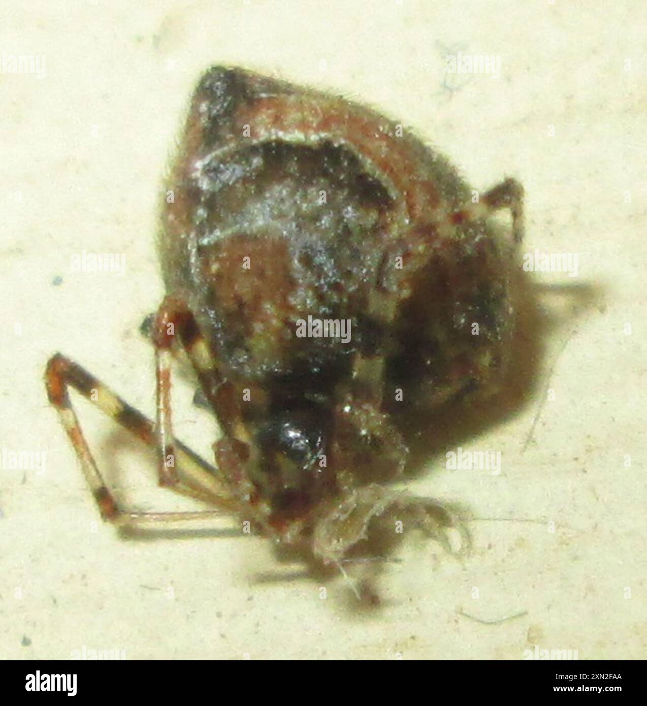 Comb-footed Spiders (Theridiidae) Arachnida Stock Photo - Alamy