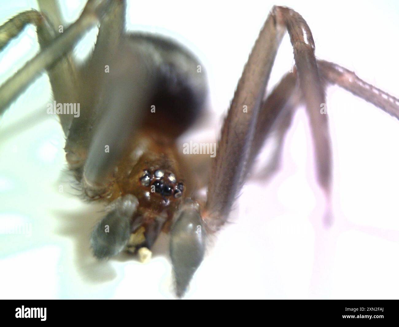 Comb-footed Spiders (Theridiidae) Arachnida Stock Photo - Alamy