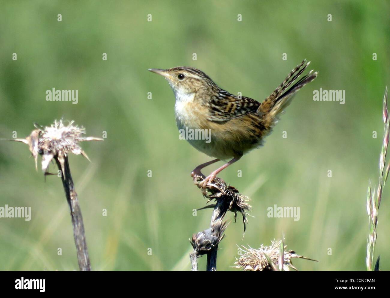 Grass Wren (Cistothorus platensis) Aves Stock Photo - Alamy