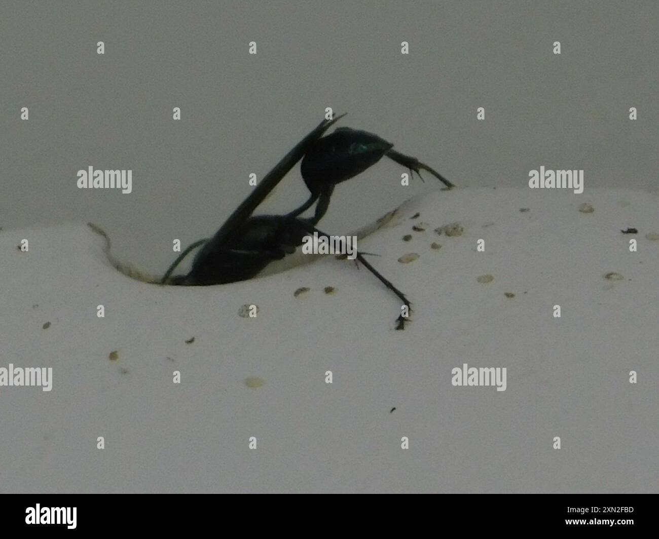 Steel-blue Cricket-hunter Wasp (Chlorion aerarium) Insecta Stock Photo ...