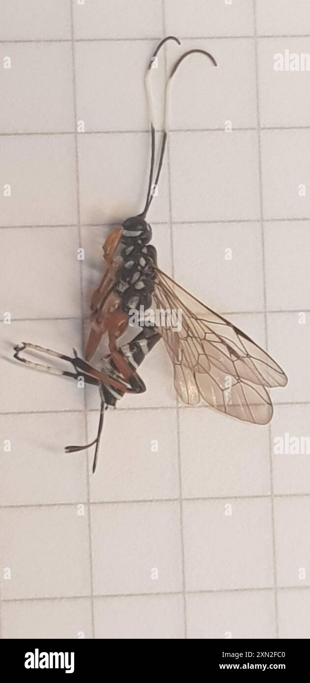 Lemon Tree Borer Parasitoid Wasp (Xanthocryptus novozealandicus ...