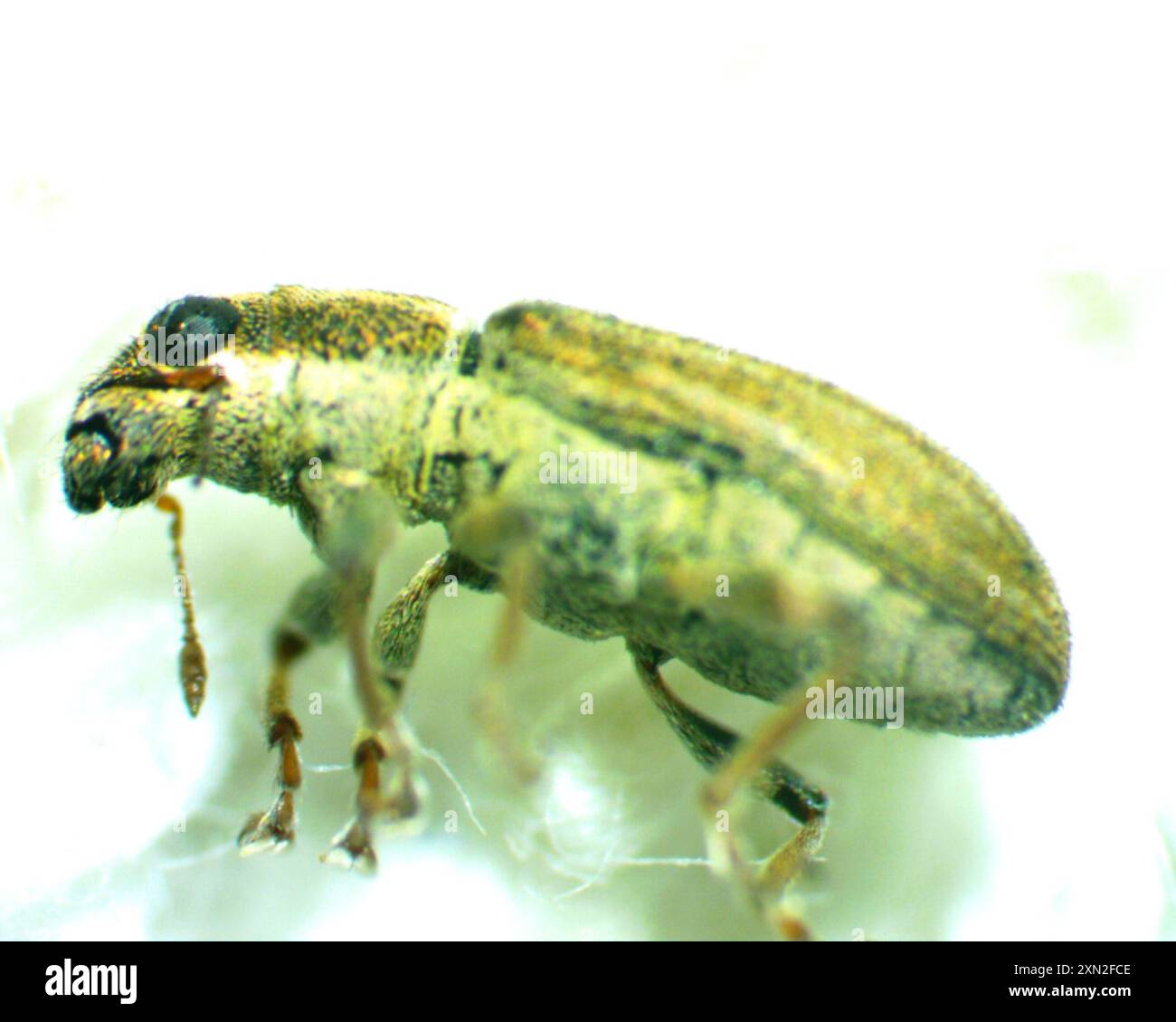 Sitona lineatus hi-res stock photography and images - Alamy