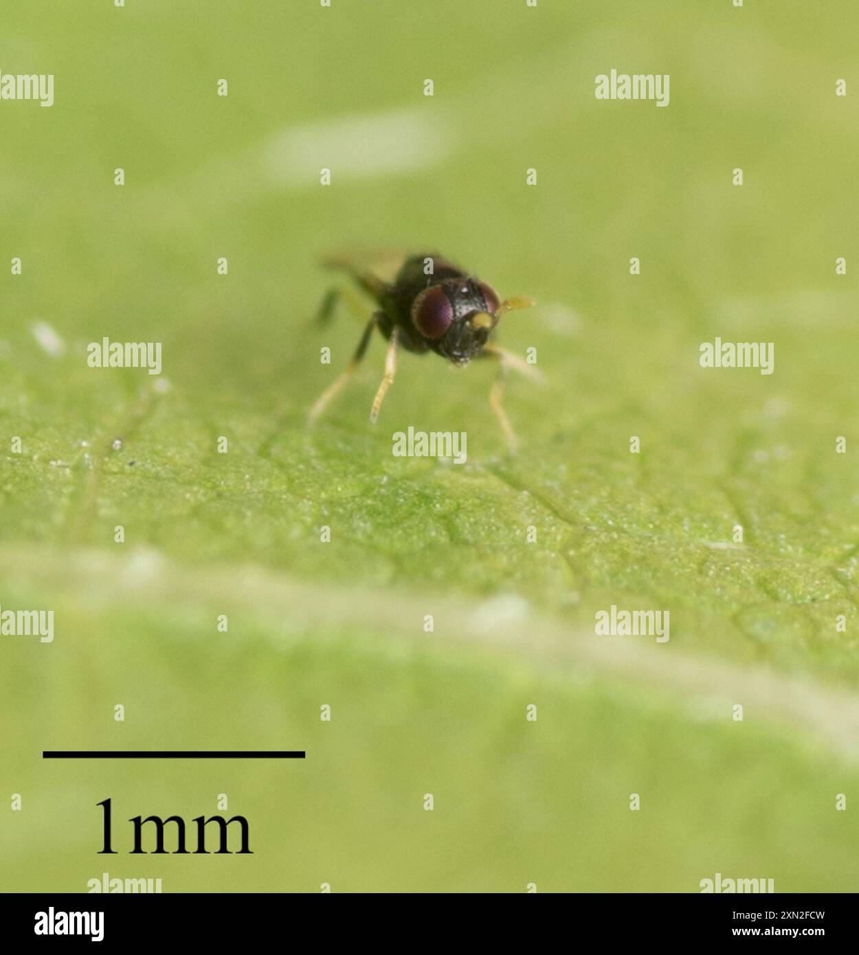 Chalcidoid Wasps (Chalcidoidea) Insecta Stock Photo - Alamy