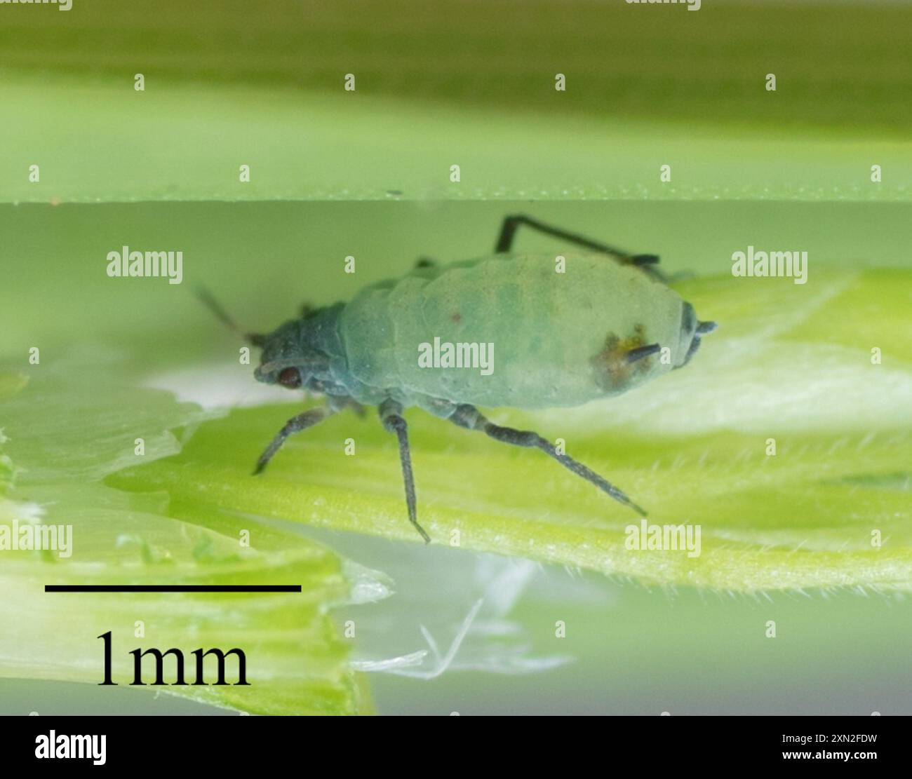 Corn leaf aphid hi-res stock photography and images - Alamy