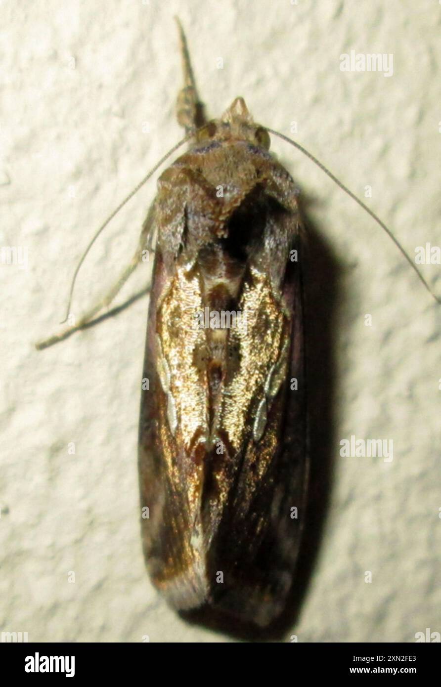 Plusiine Looper Moths (Plusiinae) Insecta Stock Photo - Alamy