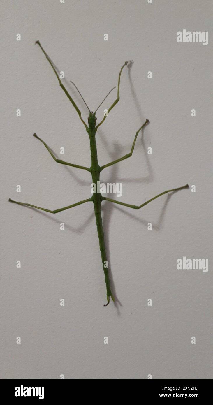 Stick Insects (Phasmida) Insecta Stock Photo - Alamy