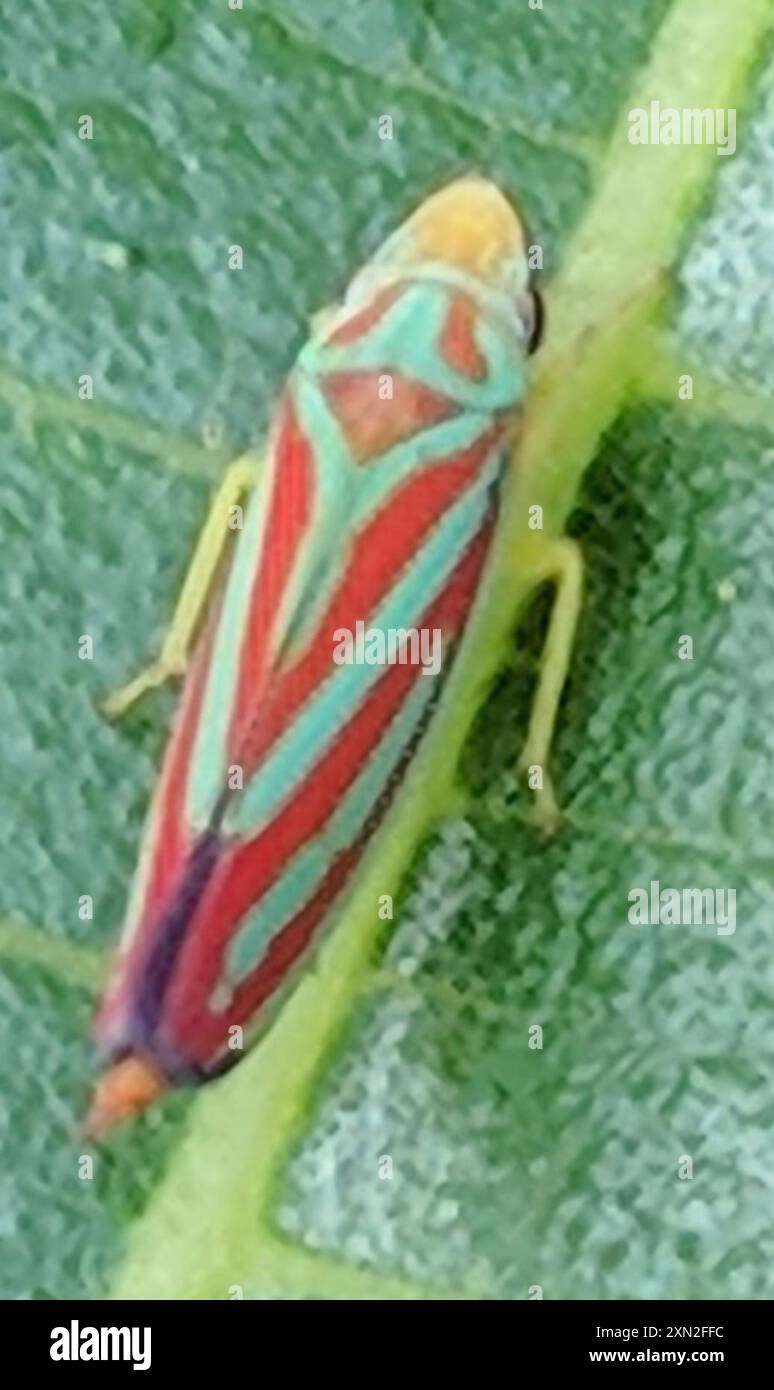Red-banded Leafhopper (Graphocephala coccinea) Insecta Stock Photo - Alamy