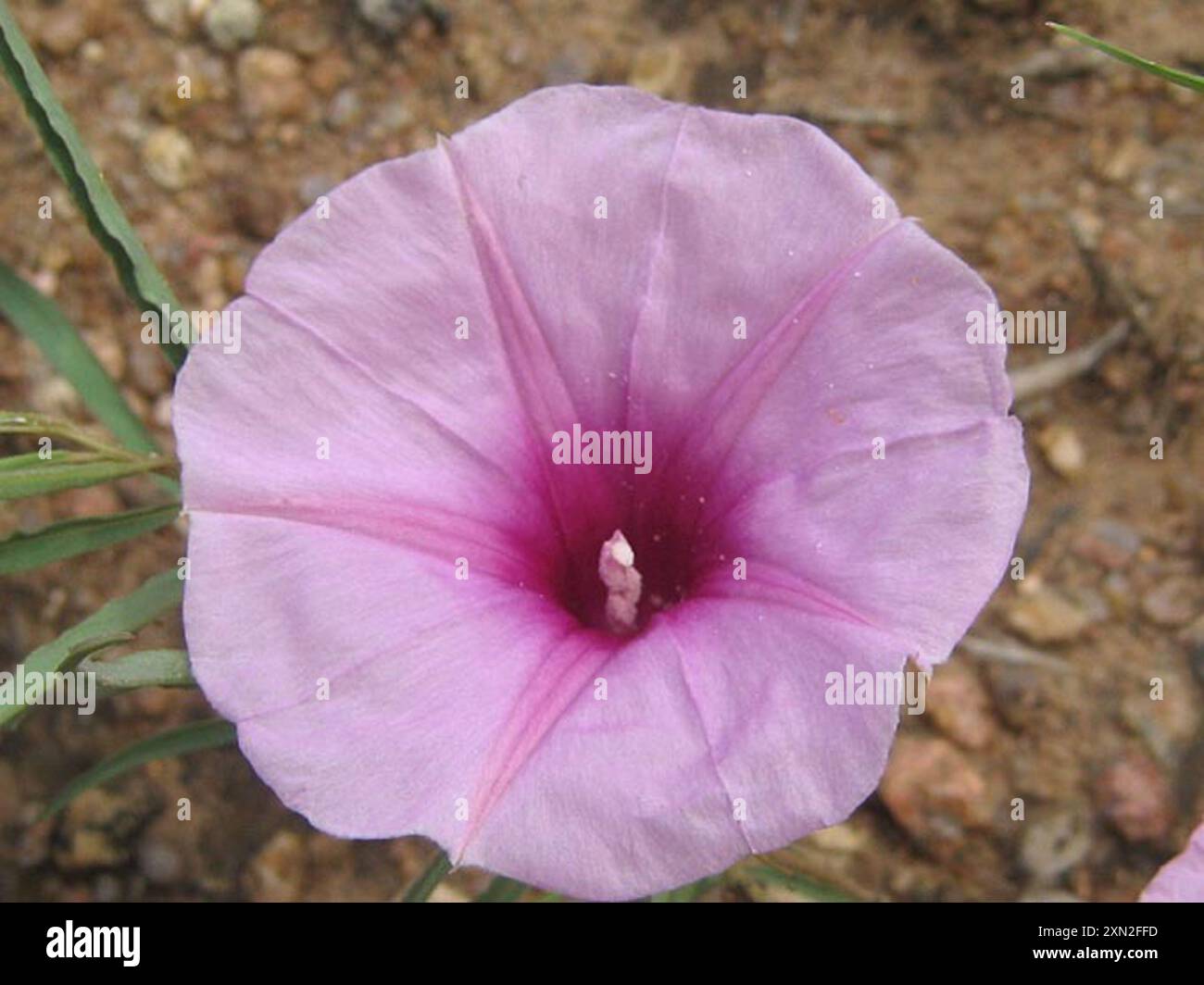 Narrowleaf Morning Glory (Ipomoea bolusiana) Plantae Stock Photo - Alamy