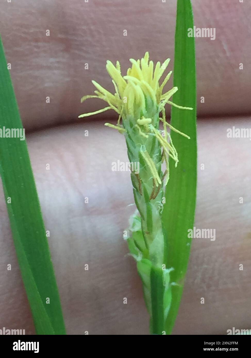 Carex sect. Paniceae (Paniceae) Plantae Stock Photo - Alamy
