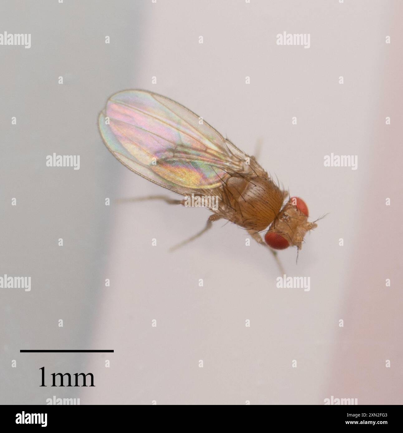 Common Fruit Fly (Drosophila melanogaster) Insecta Stock Photo - Alamy