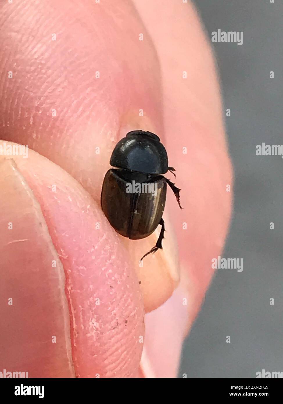 Small Dung Beetles (Aphodiinae) Insecta Stock Photo - Alamy
