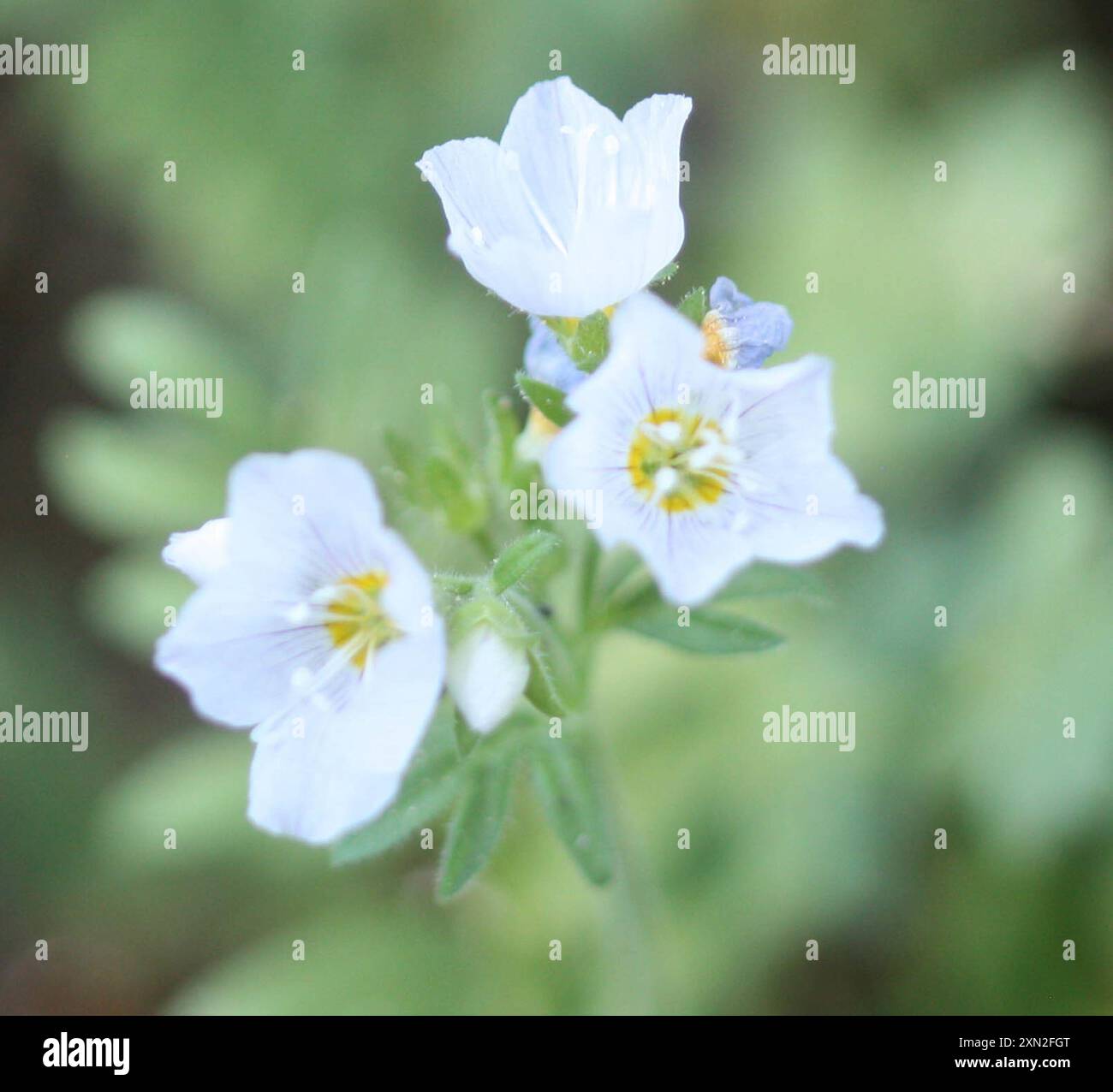Pretty Jacob's-ladder (Polemonium pulcherrimum) Plantae Stock Photo - Alamy