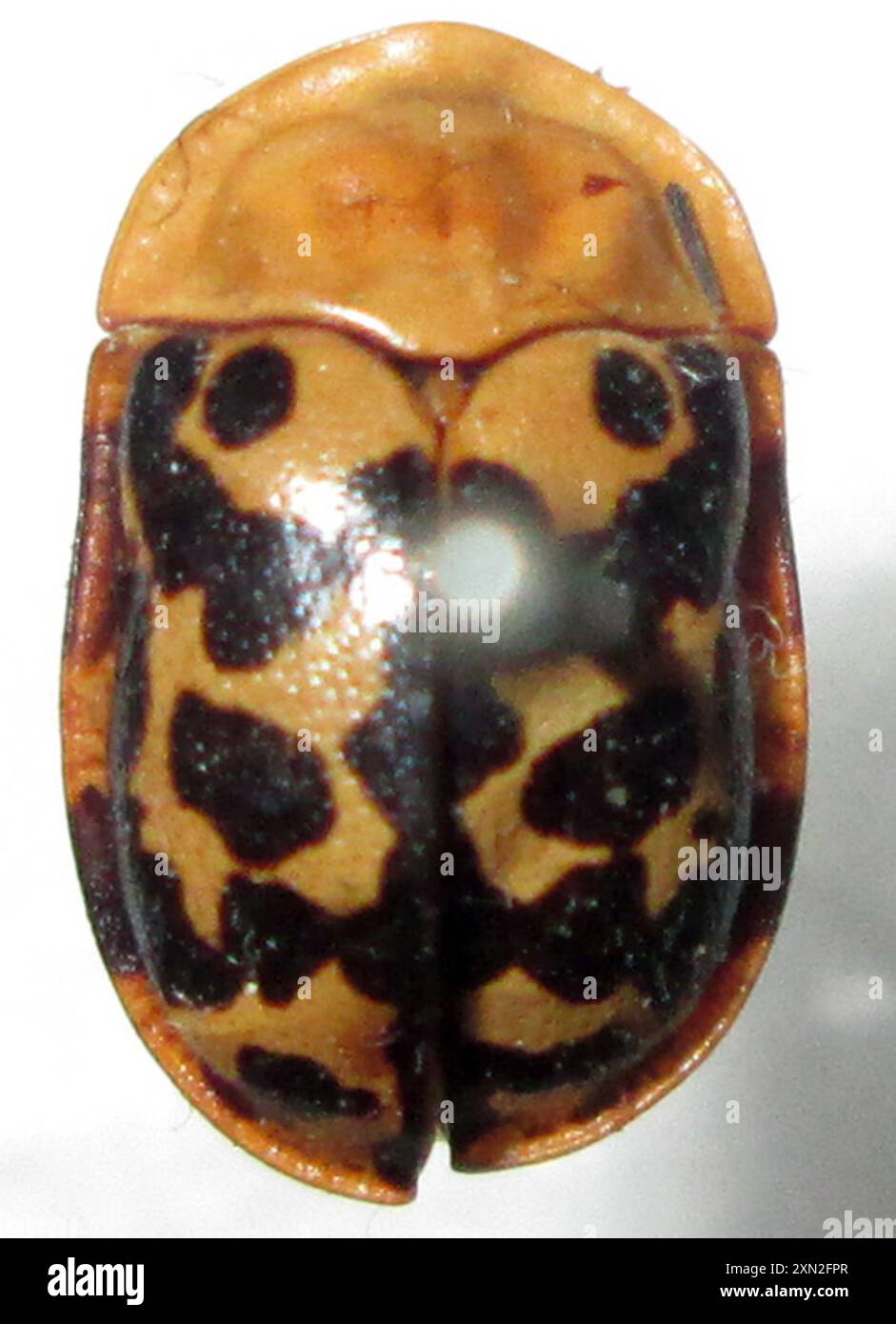 African Spotted Tortoise Beetle (Conchyloctenia punctata) Insecta Stock ...