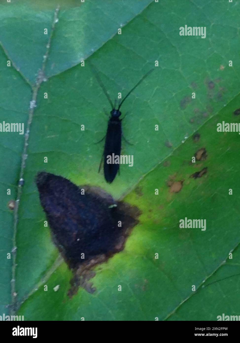 Little Black Caddisflies (Chimarra) Insecta Stock Photo - Alamy