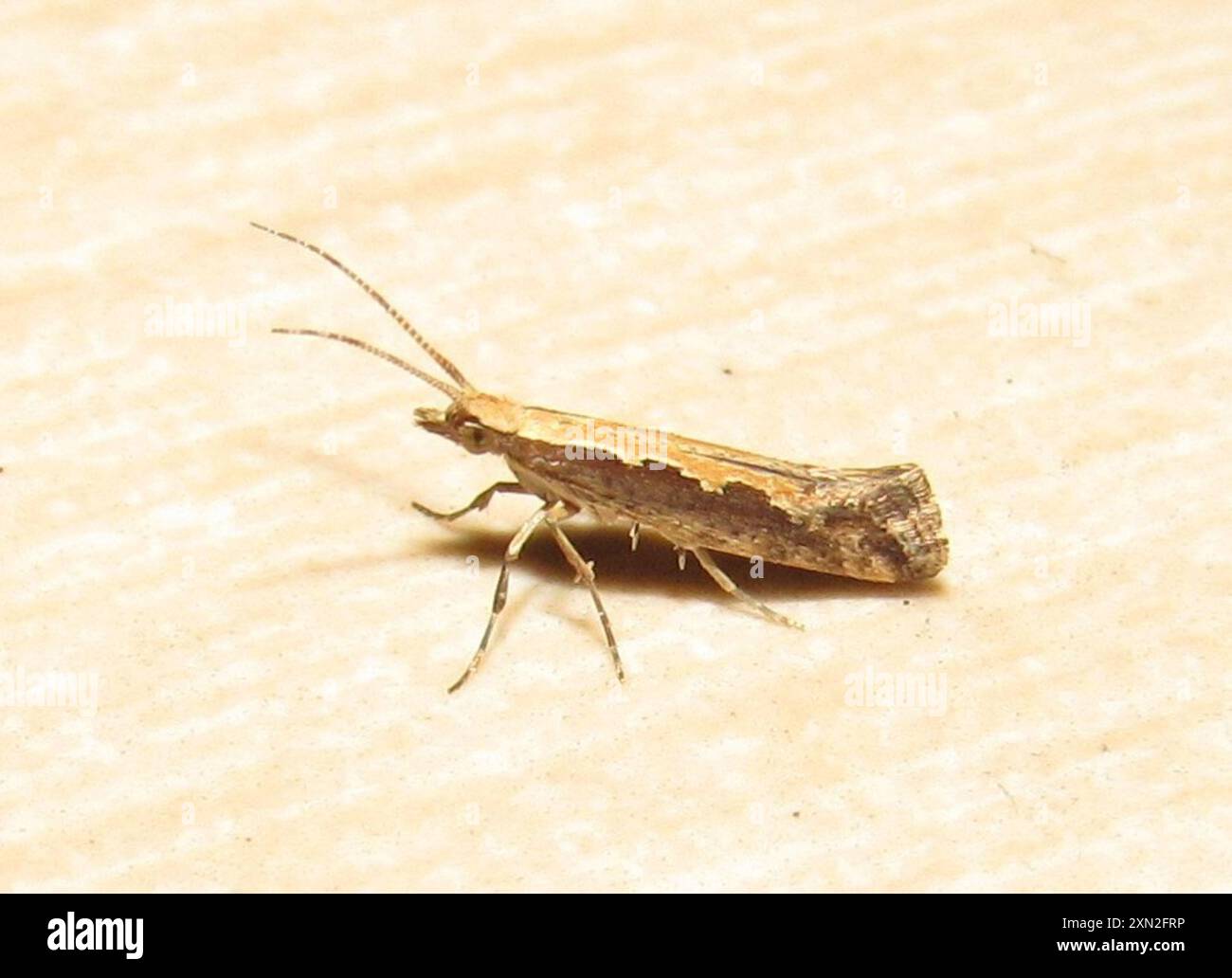 Diamondback Moth (Plutella xylostella) Insecta Stock Photo - Alamy