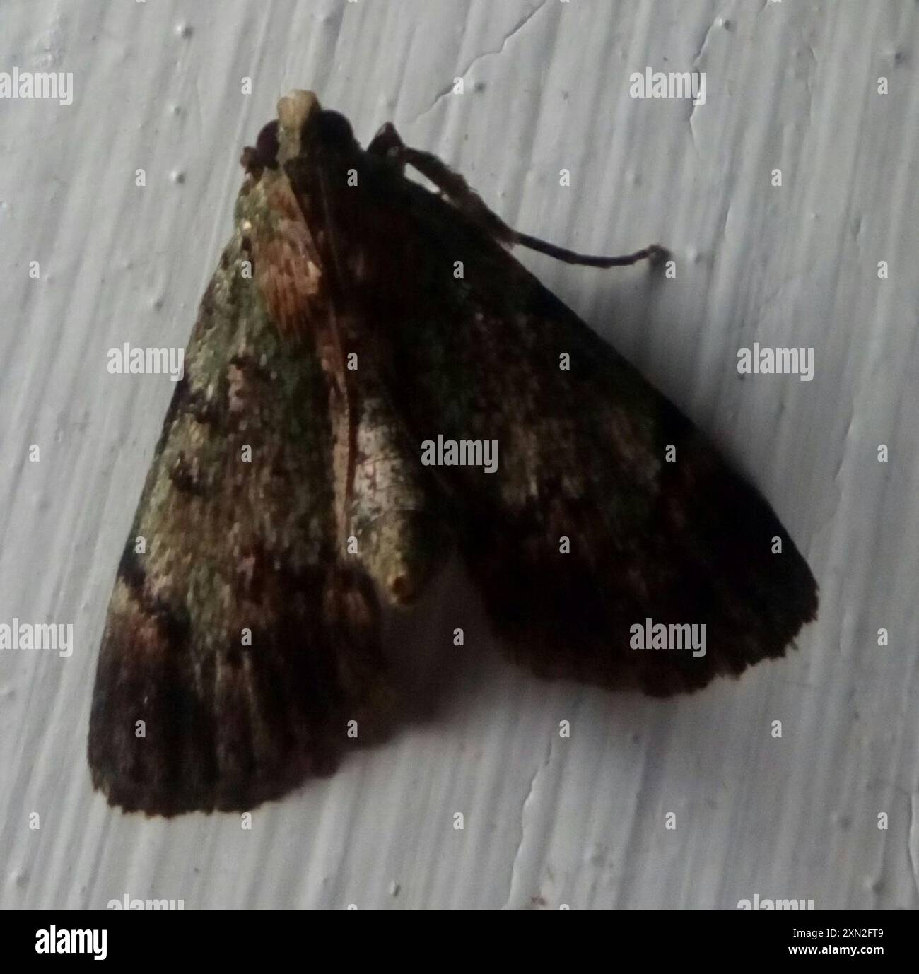 Dimorphic Macalla Moth (Epipaschia superatalis) Insecta Stock Photo - Alamy