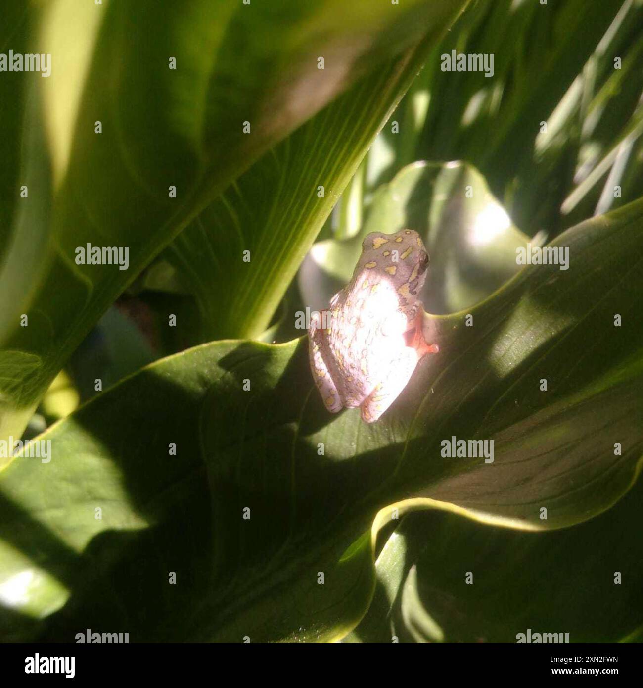 Spotted Painted Reedfrog (Hyperolius marmoratus verrucosus) Amphibia ...